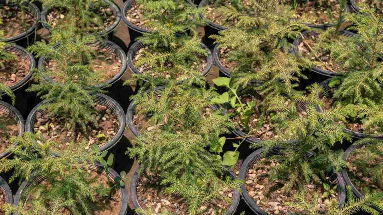How to Plant, Grow, and Care for Norfolk Island Pine