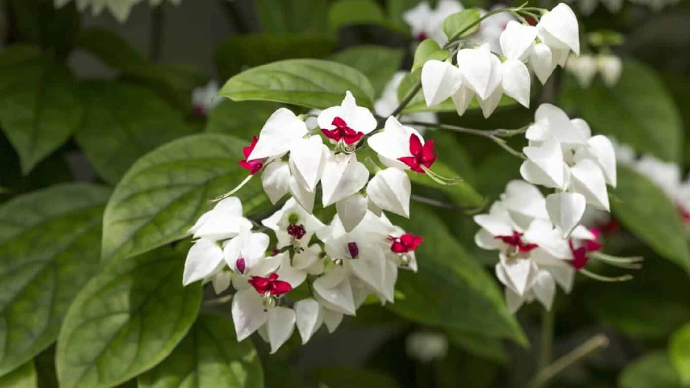 Exotic Flowers: A Visual Guide to The Most Beautiful Varieties