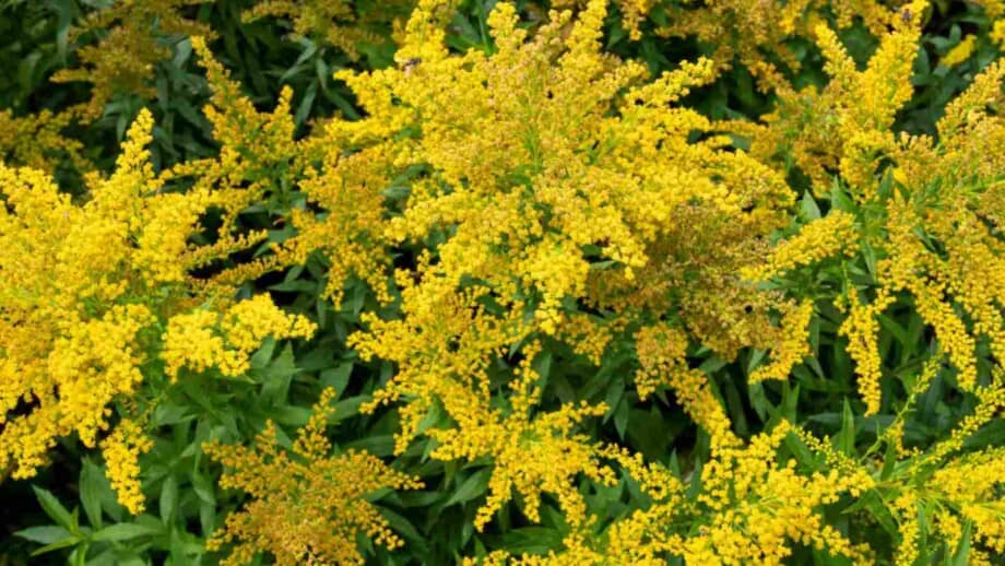 Goldenrod Guide How To Plant Grow And Care For Solidago