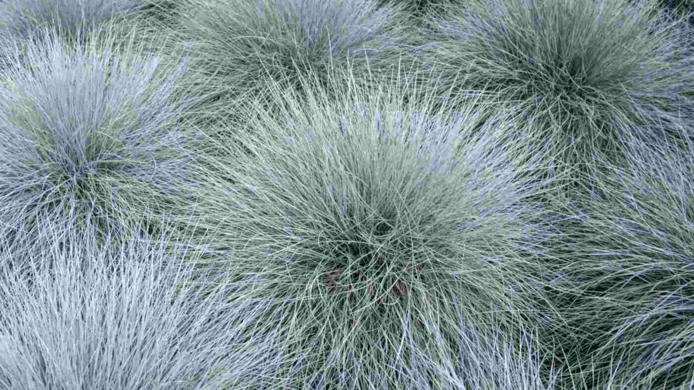 Blue Fescue: How to Plant and Care for Blue Fescue Grass