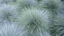 Blue Fescue: How to Plant and Care for Blue Fescue Grass