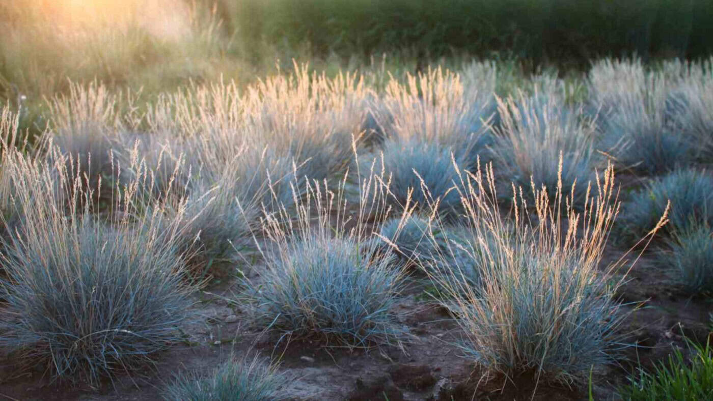 Blue Fescue: How to Plant and Care for Blue Fescue Grass