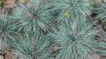 Blue Fescue: How to Plant and Care for Blue Fescue Grass