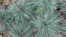 Blue Fescue: How to Plant and Care for Blue Fescue Grass