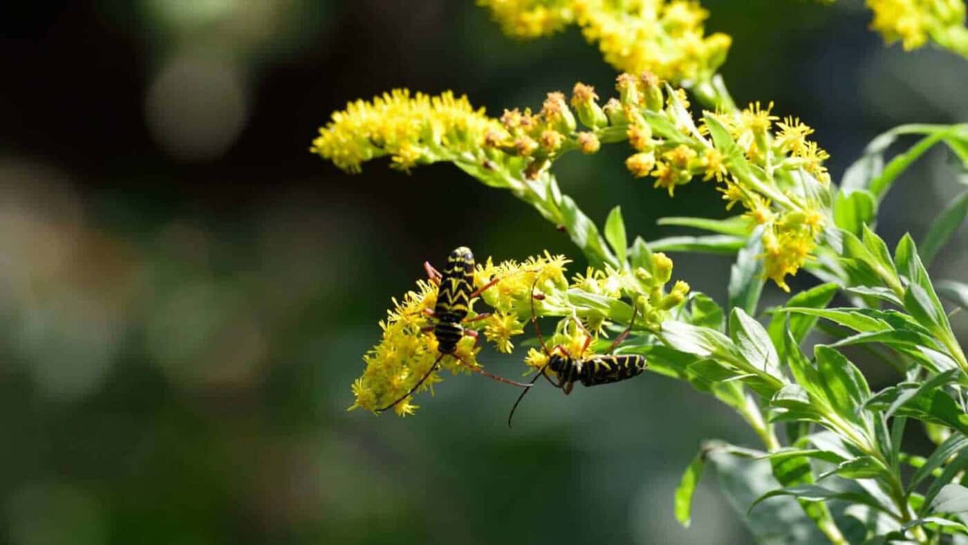 Goldenrod Guide: How to Plant, Grow, and Care for Solidago