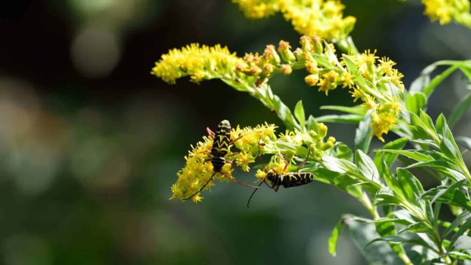 Goldenrod Guide: How to Plant, Grow, and Care for Solidago