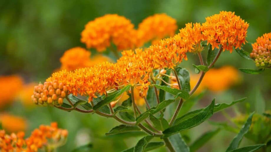 The Most Beautiful Orange Flowers for Your Garden - Visual Guide