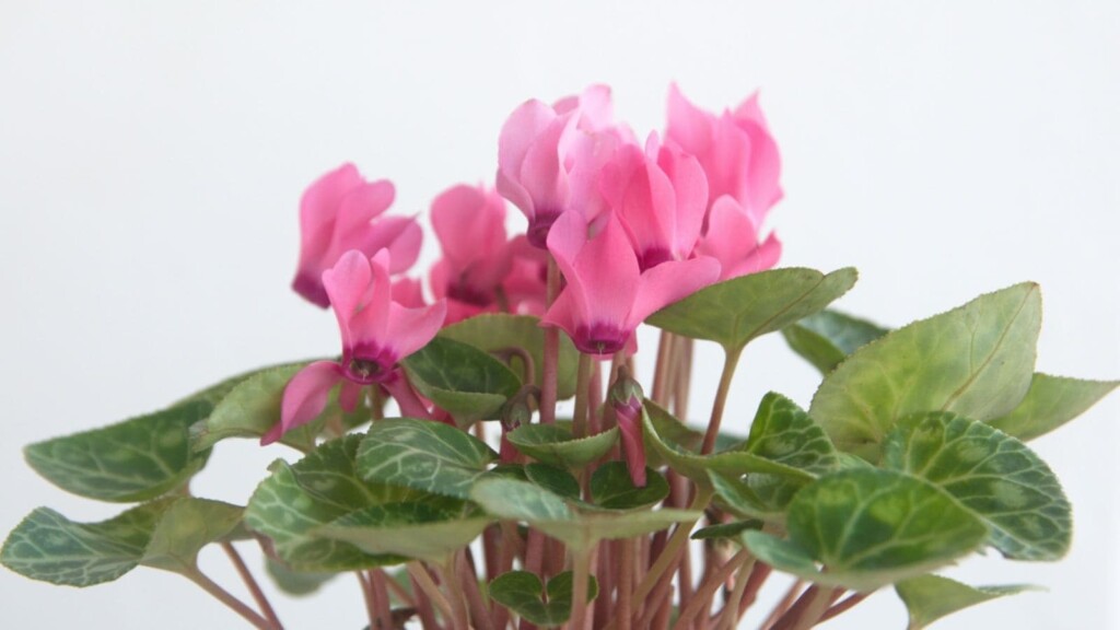 Cyclamen Care for Healthy Blooms - Growing & Planting Cyclamen