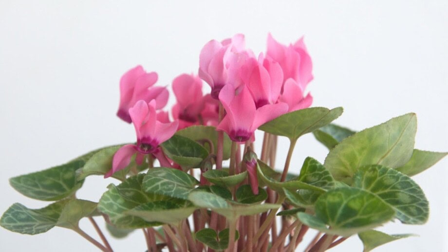 Cyclamen Care for Healthy Blooms - Growing & Planting Cyclamen