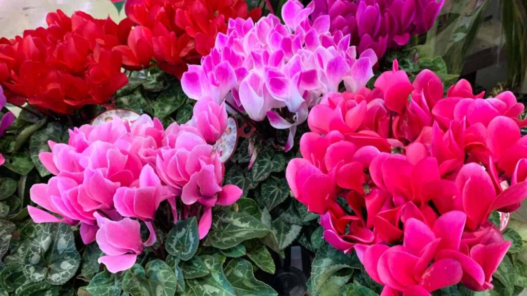 Cyclamen Care for Healthy Blooms - Growing & Planting Cyclamen
