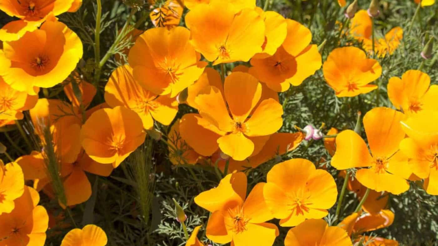 The Most Beautiful Orange Flowers for Your Garden - Visual Guide