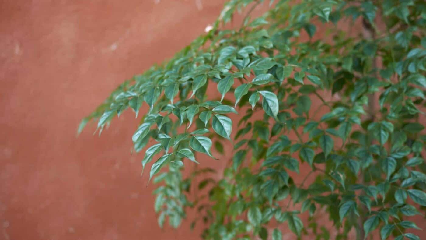 How to Plant, Grow, and Care for China Doll Plant - Full Guide