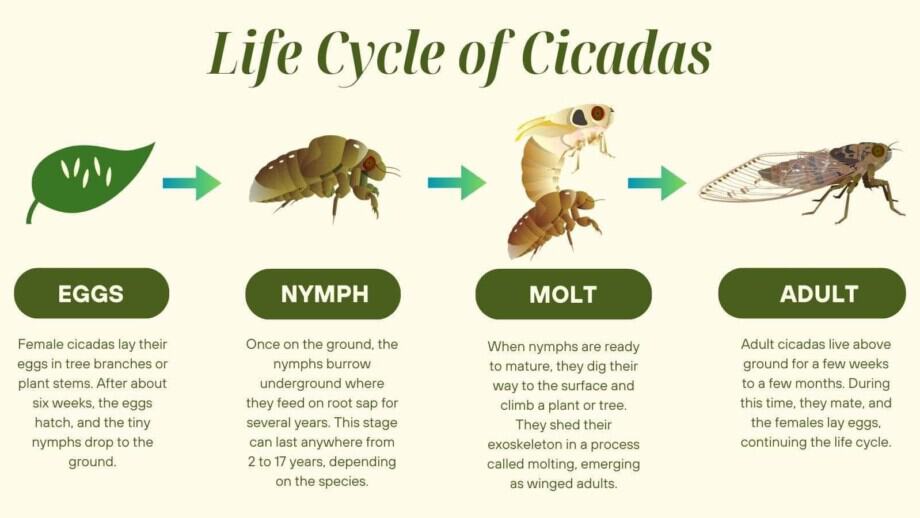 A Gardener's Guide to Keeping Plants Safe During Cicada Season