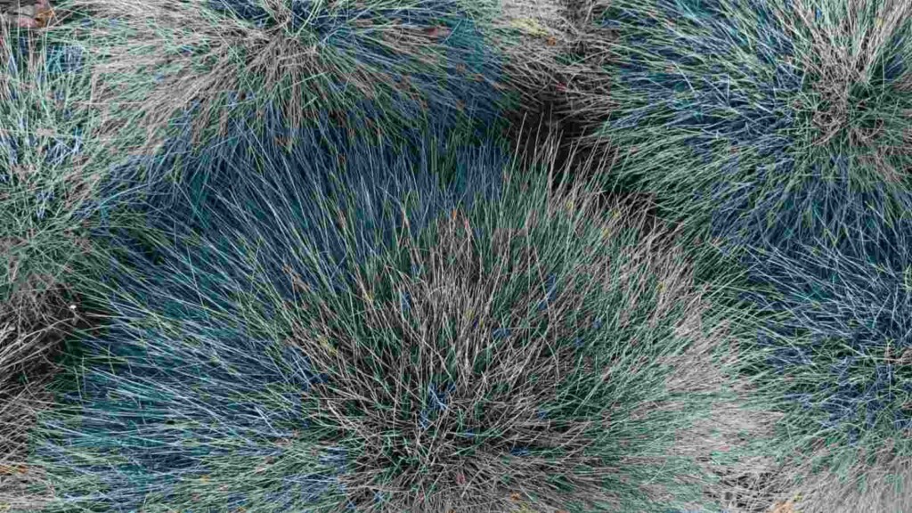 Blue Fescue: How to Plant and Care for Blue Fescue Grass