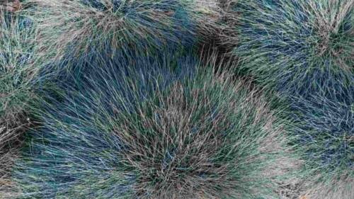 Blue Fescue: How to Plant and Care for Blue Fescue Grass