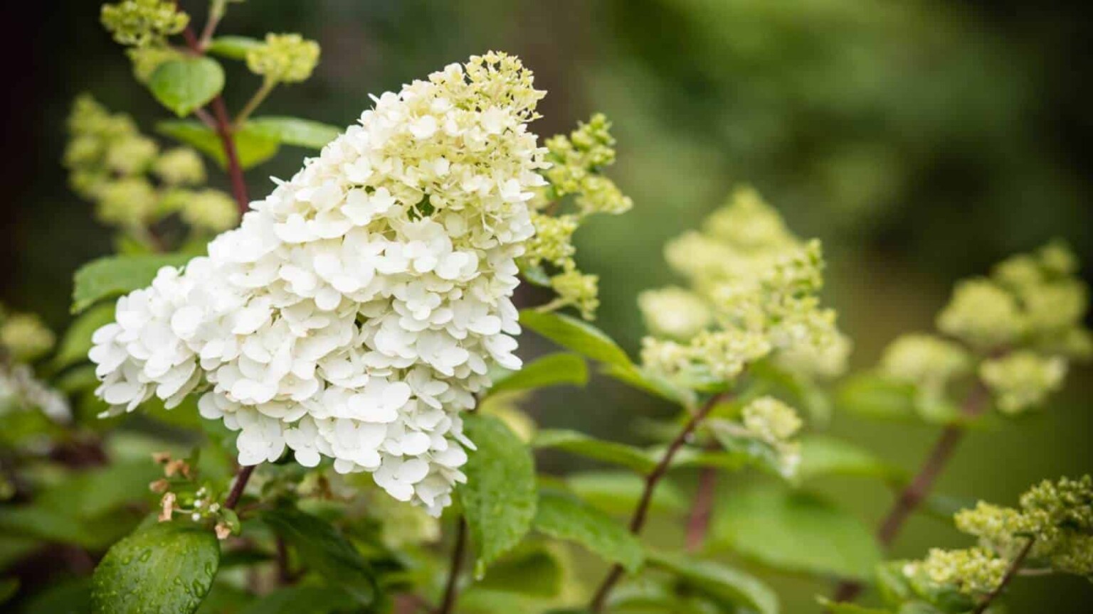 How to Plant, Grow, and Care for Limelight Hydrangeas
