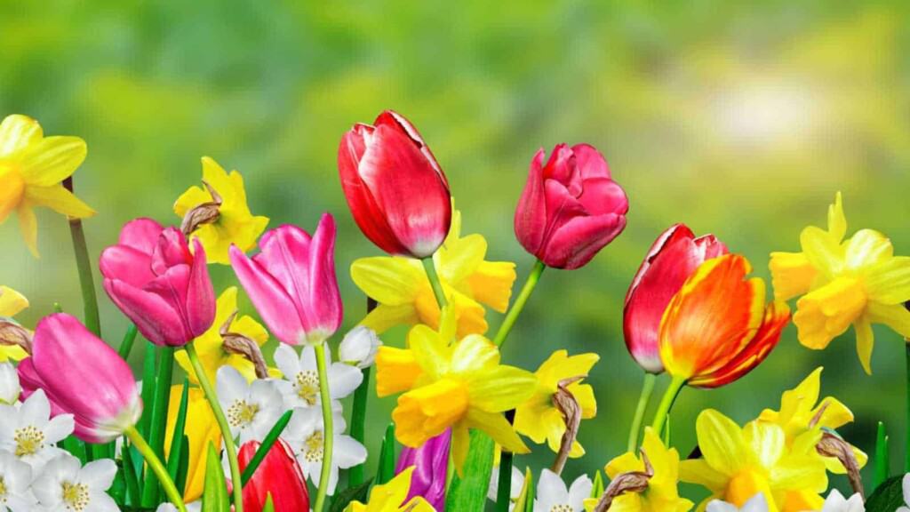 29 Types of Colorful Flowers to Brighten Up Your Garden