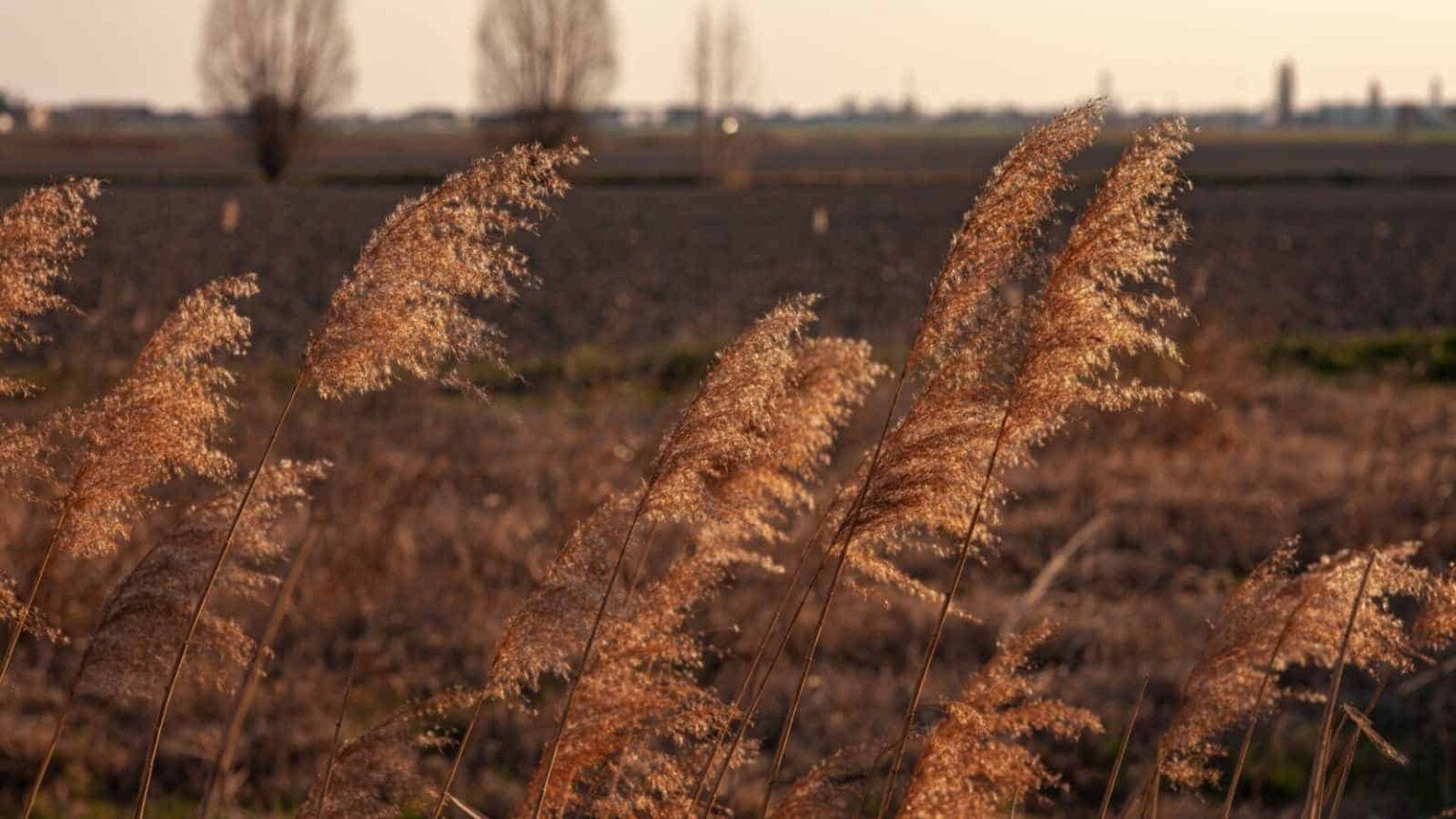 How to Plant, Grow and Care for Reed Grass - Complete Guide
