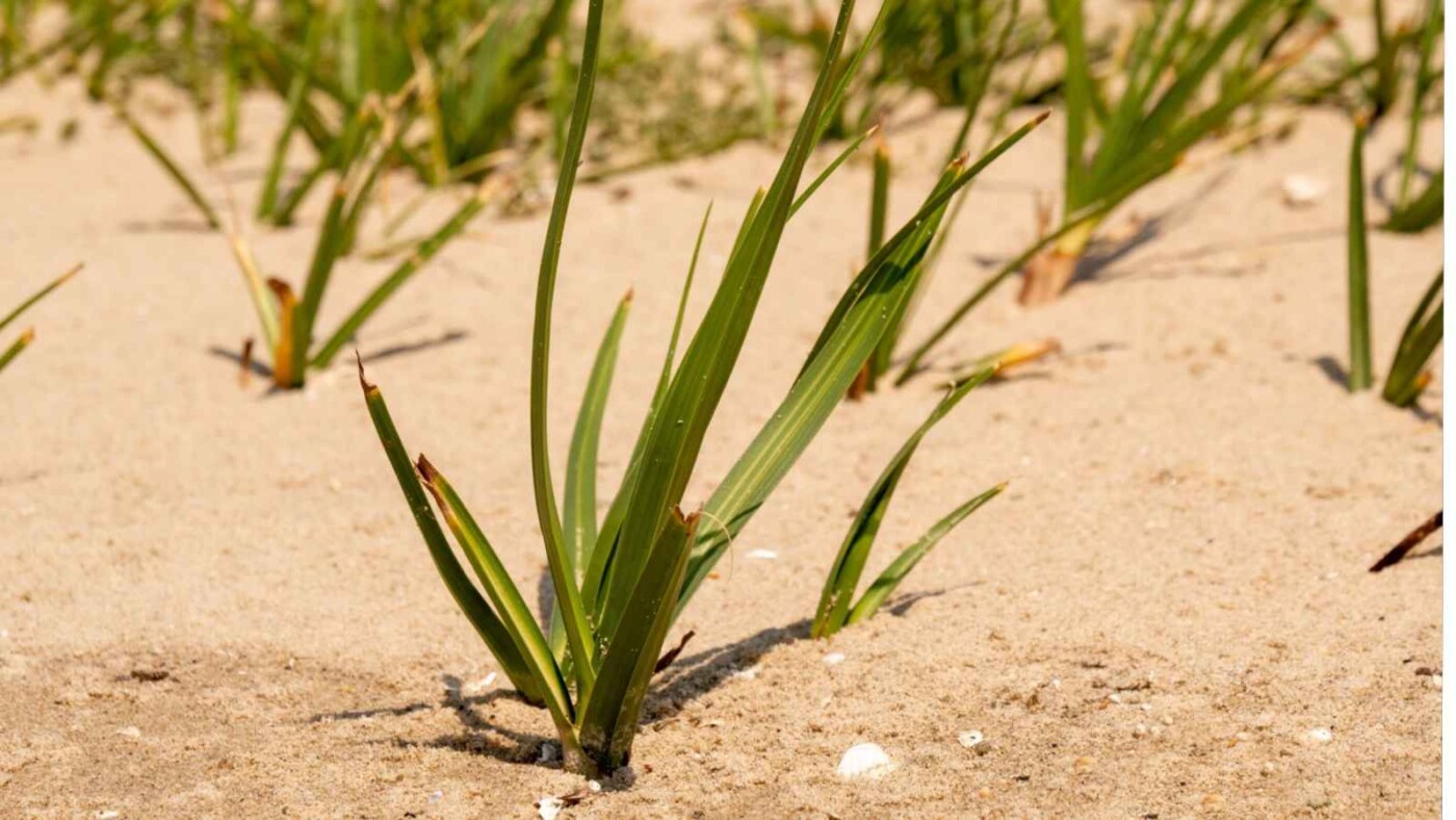 The Basics of Growing Cord Grass - Everything You Need to Know