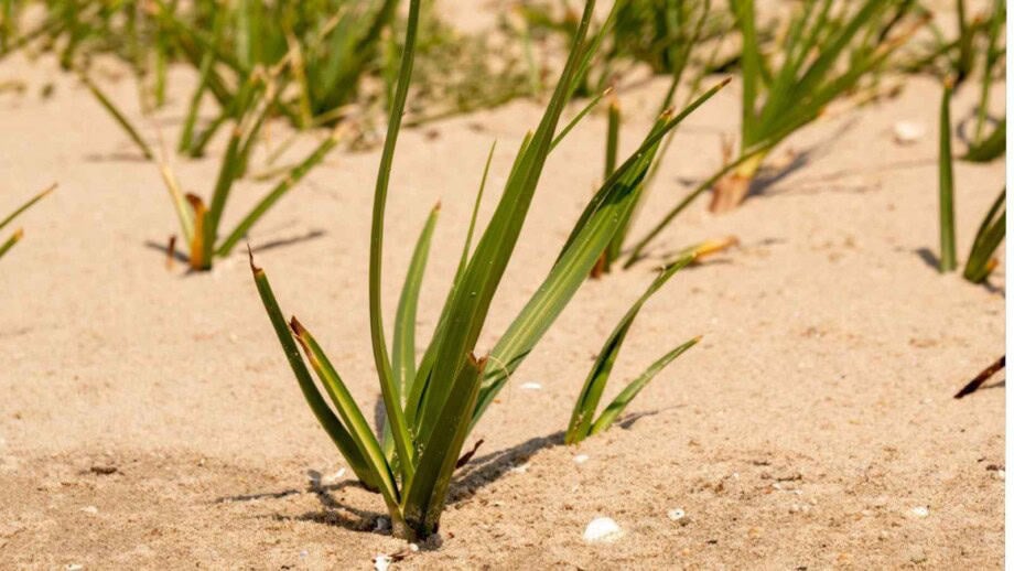 The Basics of Growing Cord Grass - Everything You Need to Know