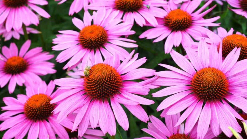 29 Types of Colorful Flowers to Brighten Up Your Garden