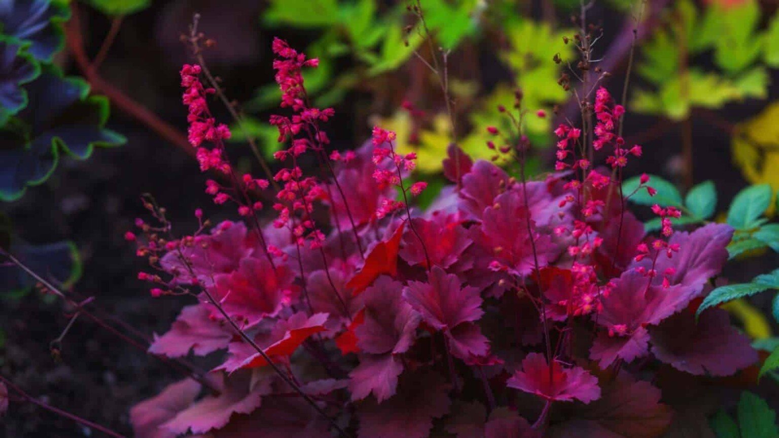 How to Plant, Grow, and Care for Coral Bells (Heuchera)