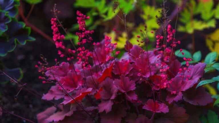How to Plant, Grow, and Care for Coral Bells (Heuchera)