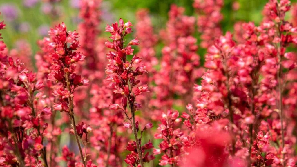 How to Plant, Grow, and Care for Coral Bells (Heuchera)