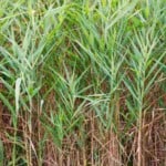 The Basics of Growing Cord Grass - Everything You Need to Know