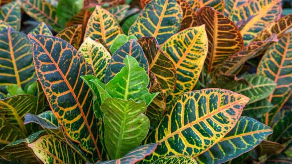 How to Grow and Care for Croton Plant (Codiaeum Variegatum)