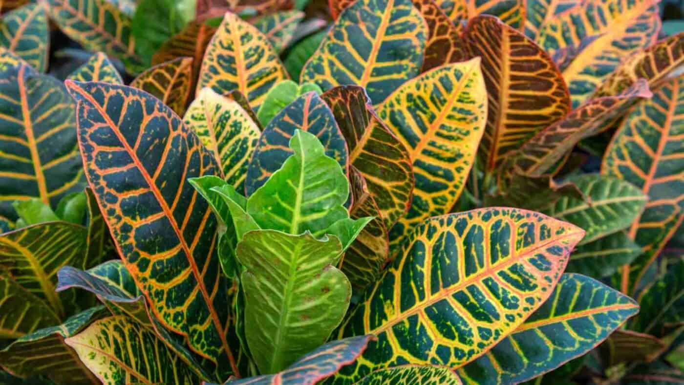 How to Grow and Care for Croton Plant (Codiaeum Variegatum)