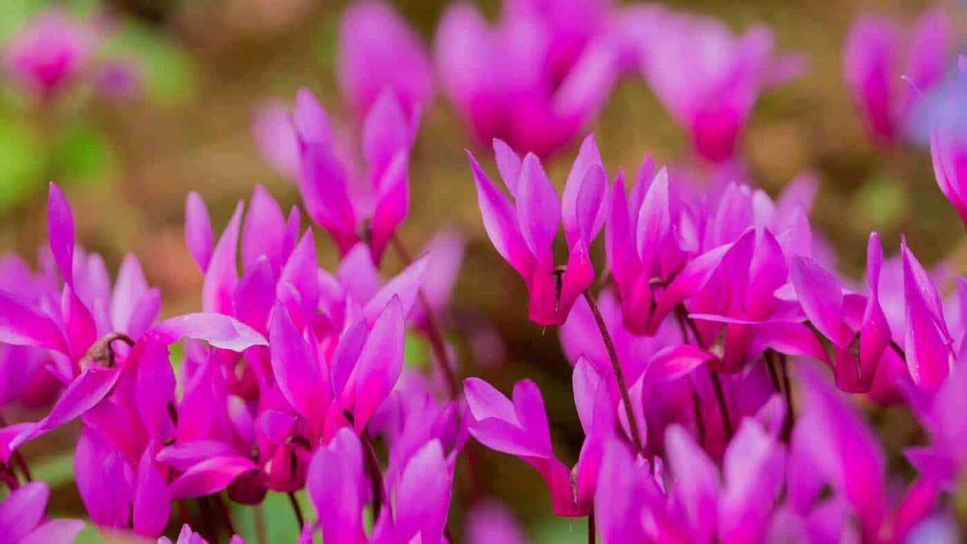 Cyclamen Care for Healthy Blooms - Growing & Planting Cyclamen