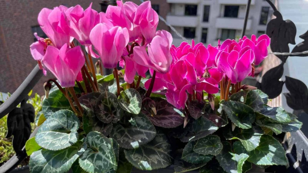 Cyclamen Care for Healthy Blooms - Growing & Planting Cyclamen