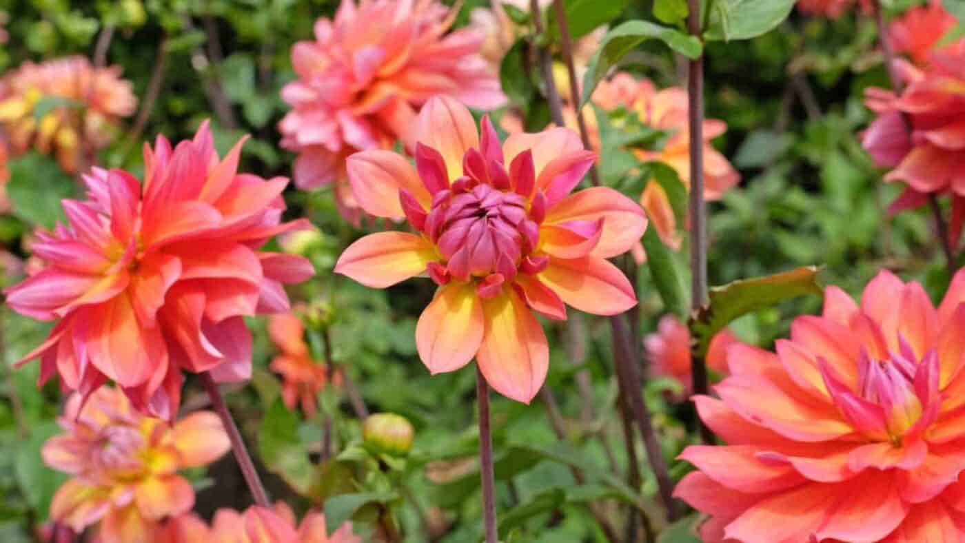 29 Types of Colorful Flowers to Brighten Up Your Garden