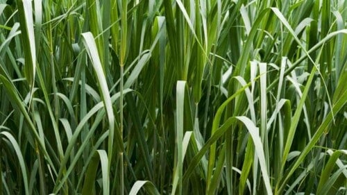 How to Plant, Grow, and Care for Switchgrass - Complete Guide
