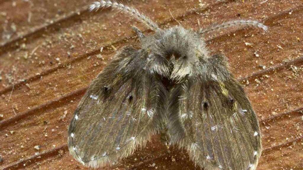 5 Easy Homemade Gnat Traps That Are Actually Effective