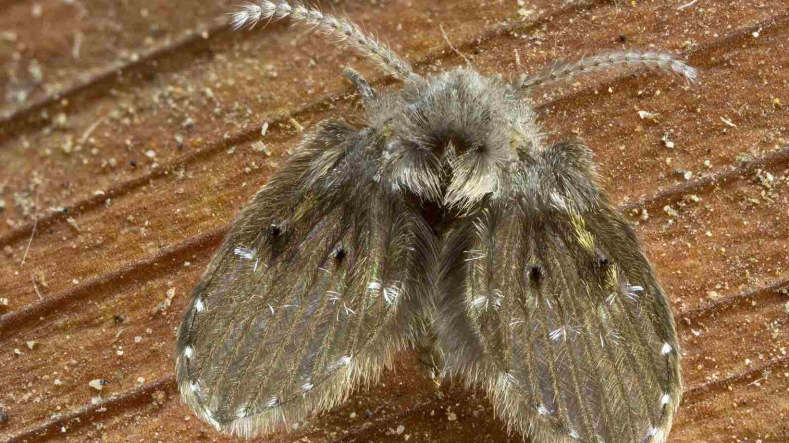 5 Easy Homemade Gnat Traps That Are Actually Effective