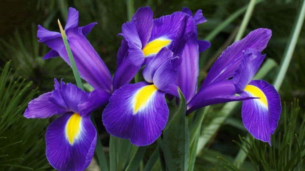 How to Plant, Grow, and Care for Iris Flower (Genus Iris)