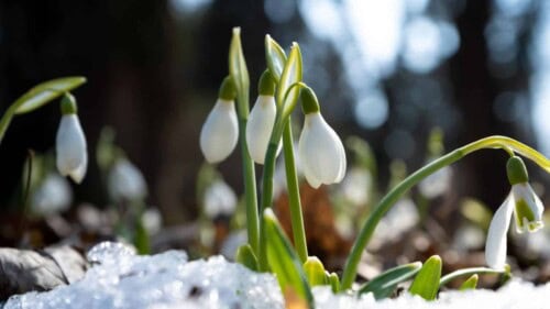 How to Plant, Grow, and Care for Snowdrop Flower (Galanthus)