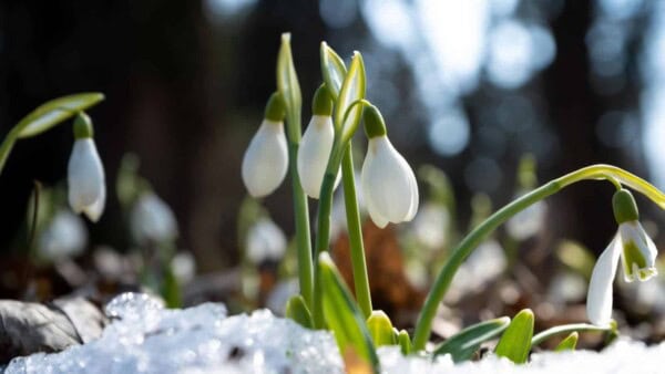 How to Plant, Grow, and Care for Snowdrop Flower (Galanthus)