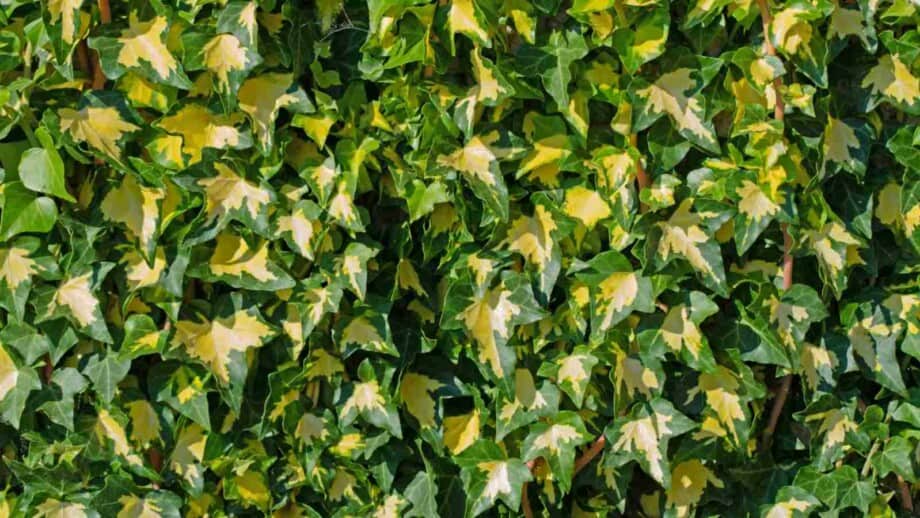 How to Plant, Grow, and Care for Ivy Plant (Hedera genus)