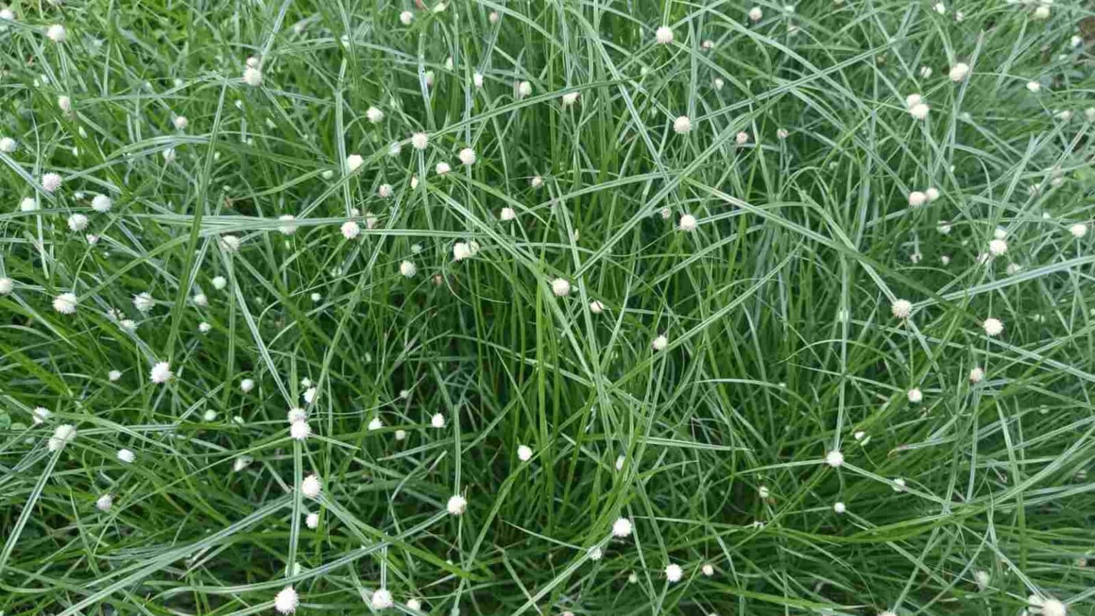 How to Plant, Grow, and Care for Fiber Optic Grass - Full Guide