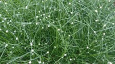 How to Plant, Grow, and Care for Fiber Optic Grass - Full Guide
