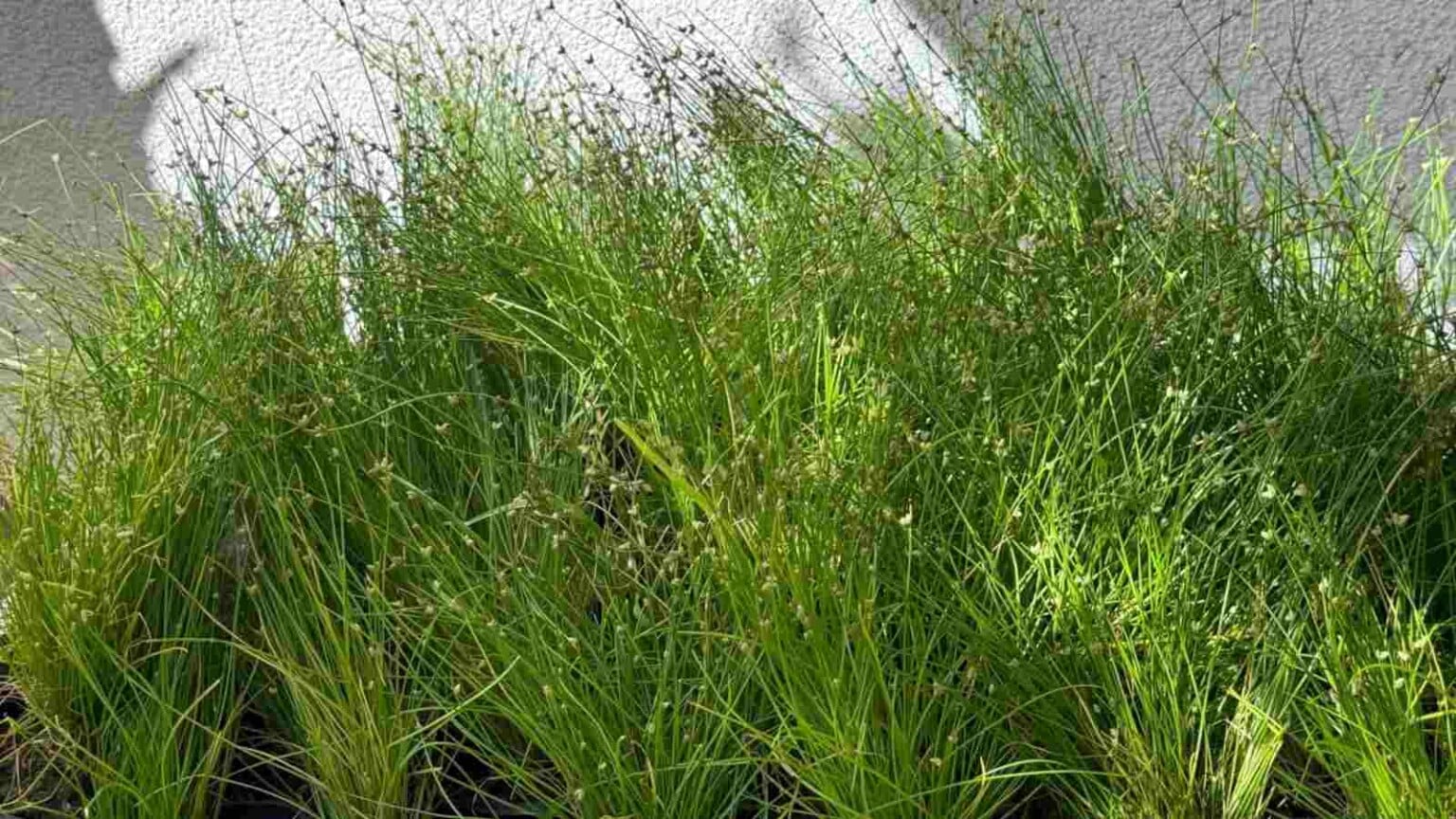 How to Plant, Grow, and Care for Fiber Optic Grass - Full Guide