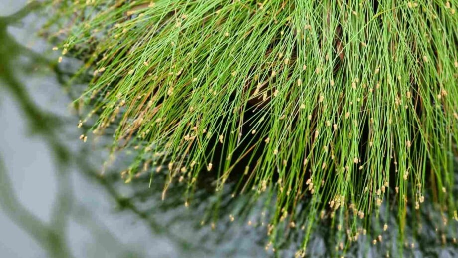 How to Plant, Grow, and Care for Fiber Optic Grass - Full Guide