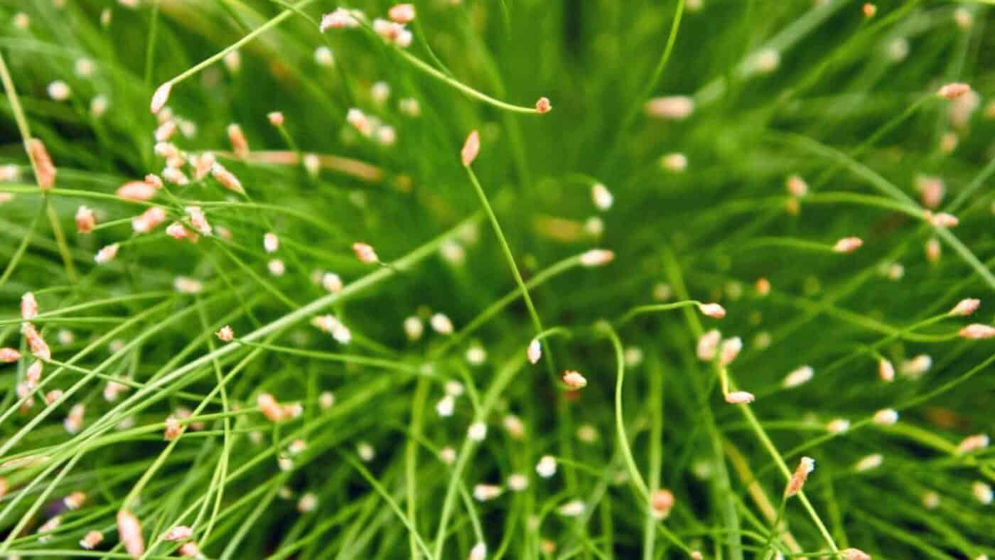 How to Plant, Grow, and Care for Fiber Optic Grass - Full Guide