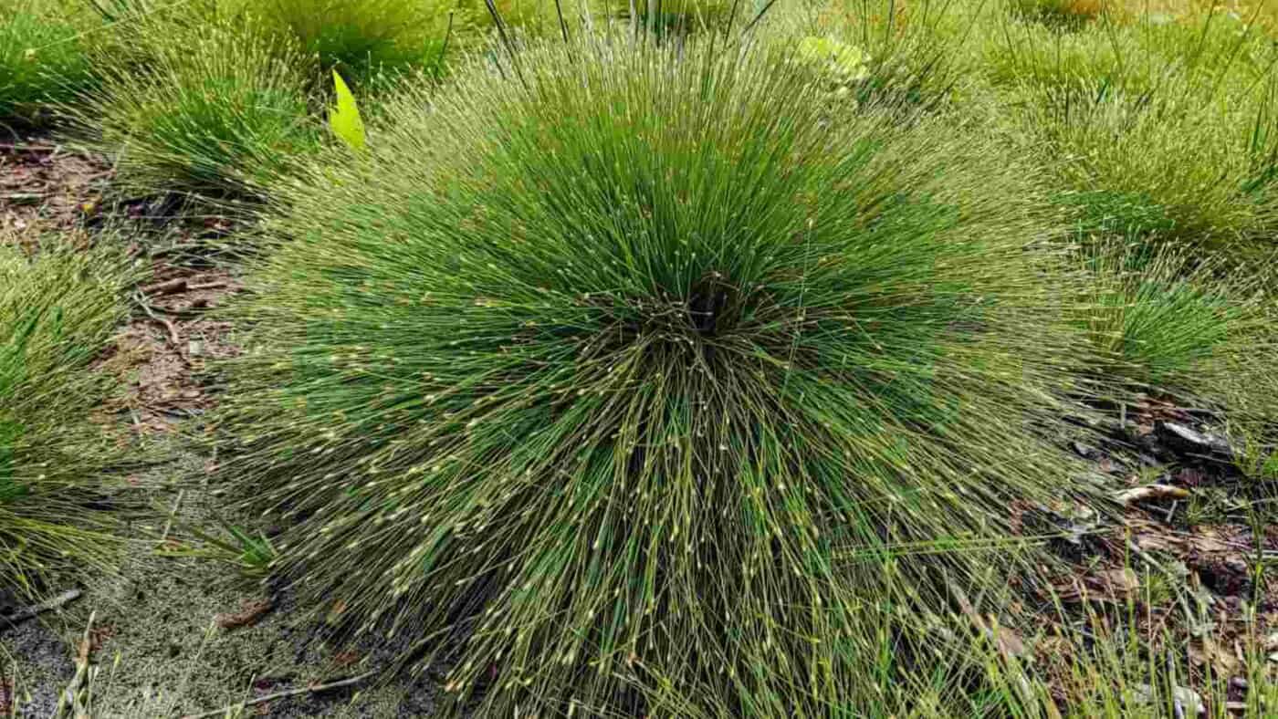 How to Plant, Grow, and Care for Fiber Optic Grass - Full Guide