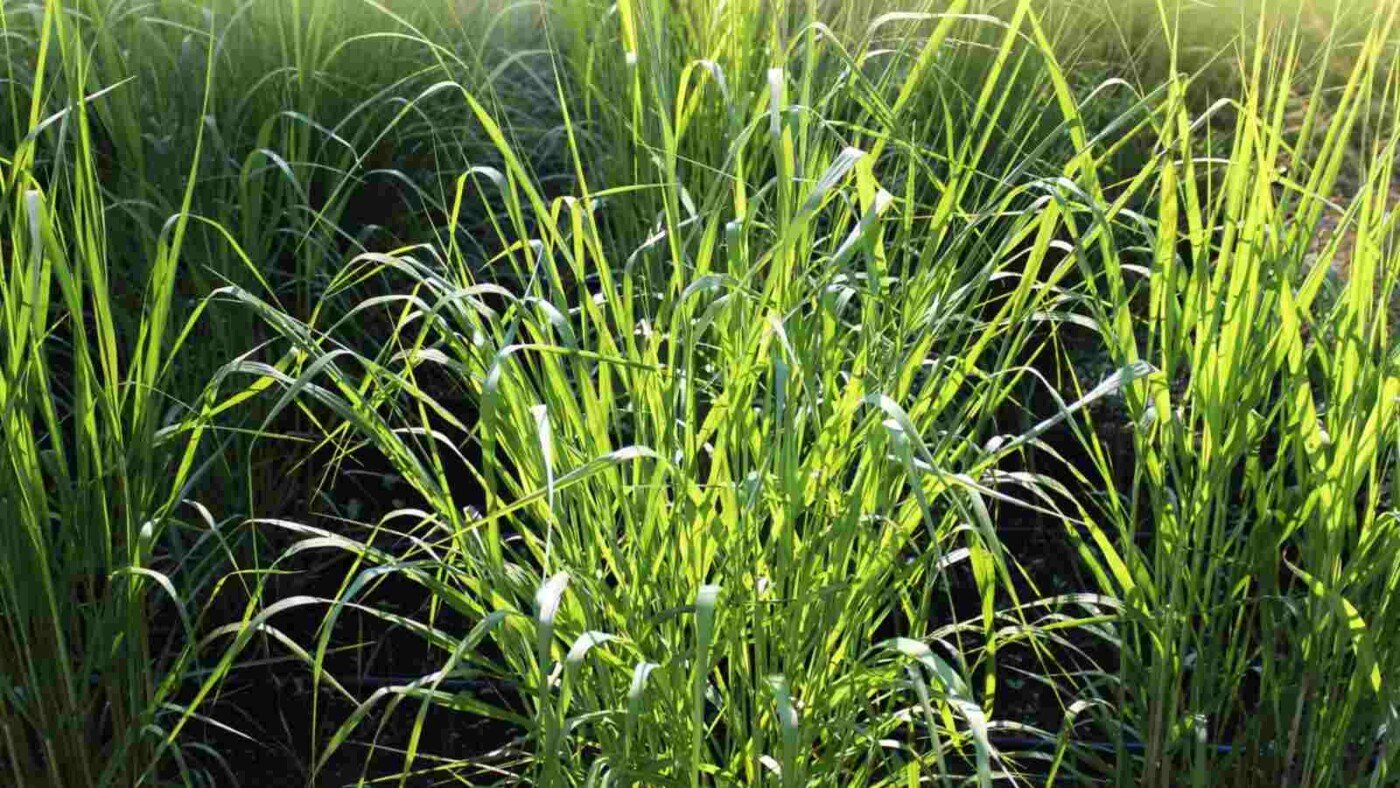 How to Plant, Grow, and Care for Switchgrass - Complete Guide