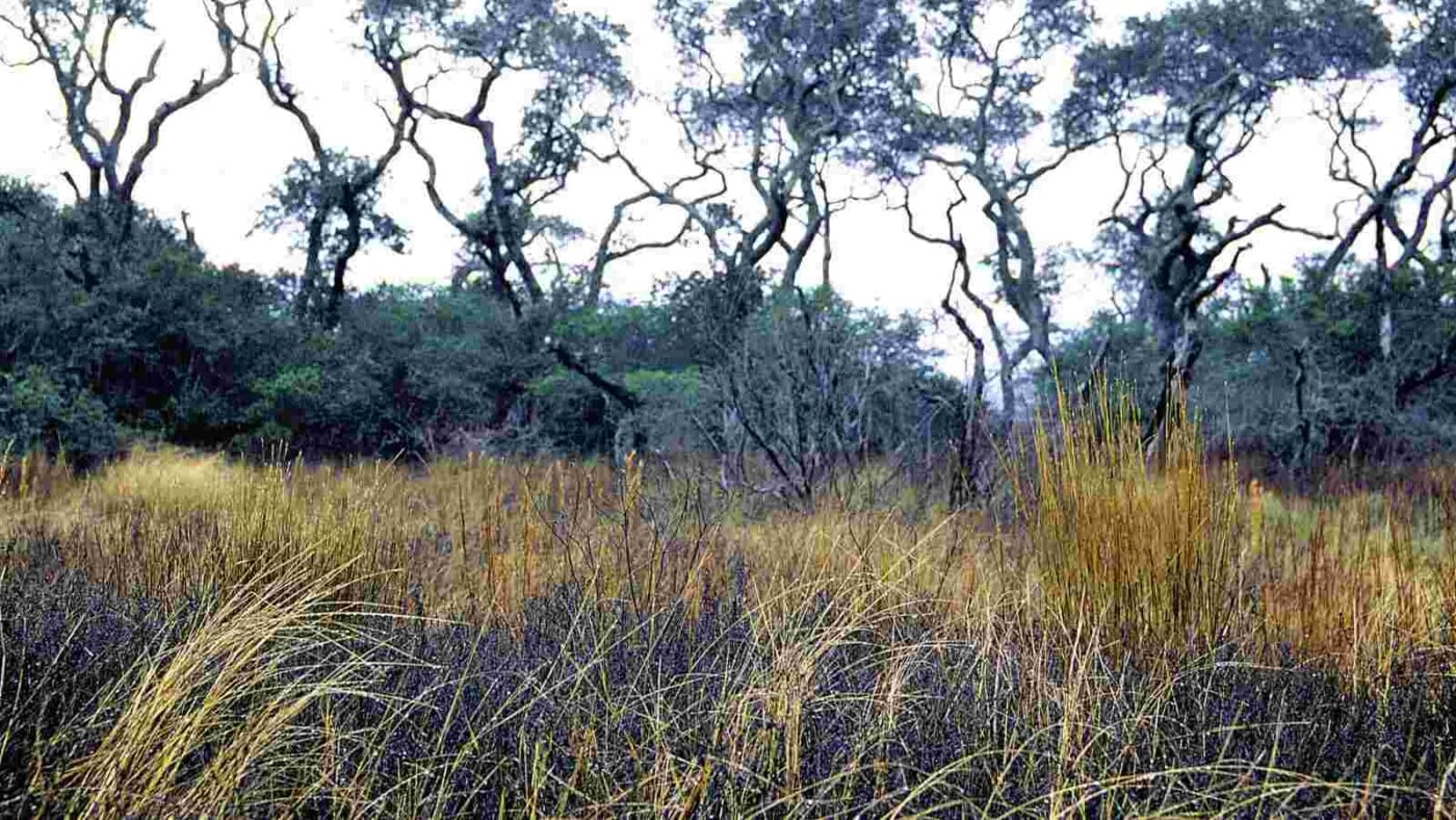 The Basics of Growing Cord Grass - Everything You Need to Know