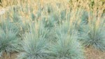 Blue Fescue: How to Plant and Care for Blue Fescue Grass
